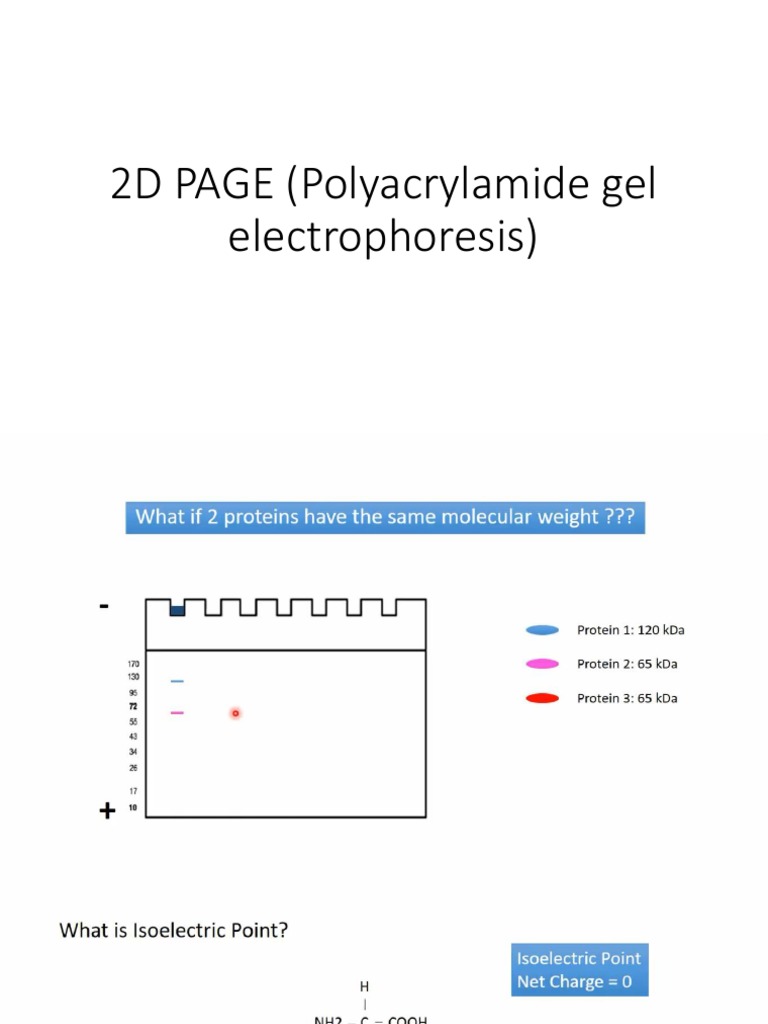 2D PAGE Electrophoresis Techniques Guide | PDF