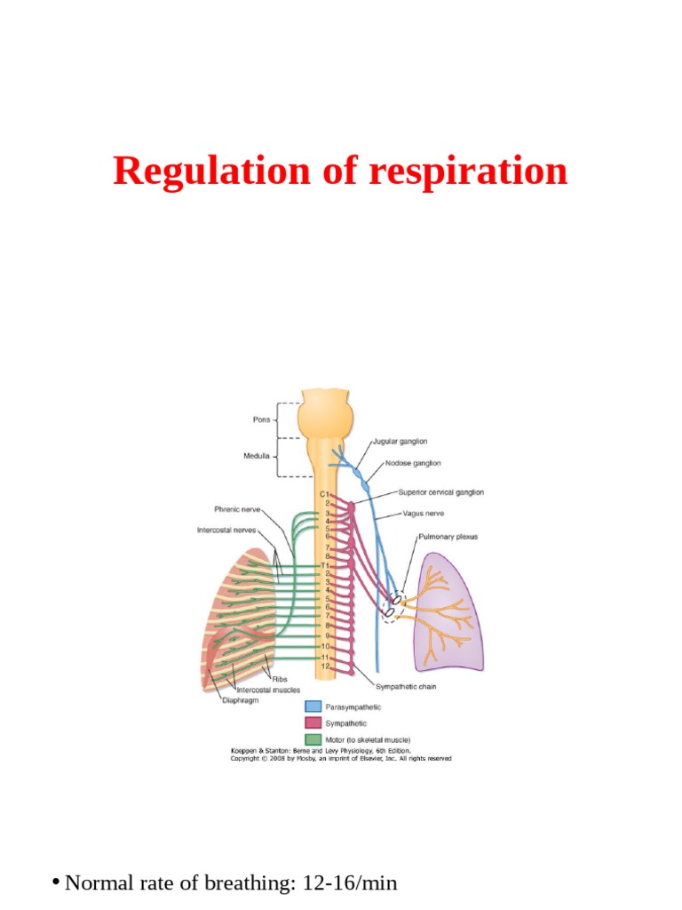 Regulation of Respiration PDF | PDF | Physiology | Human Anatomy
