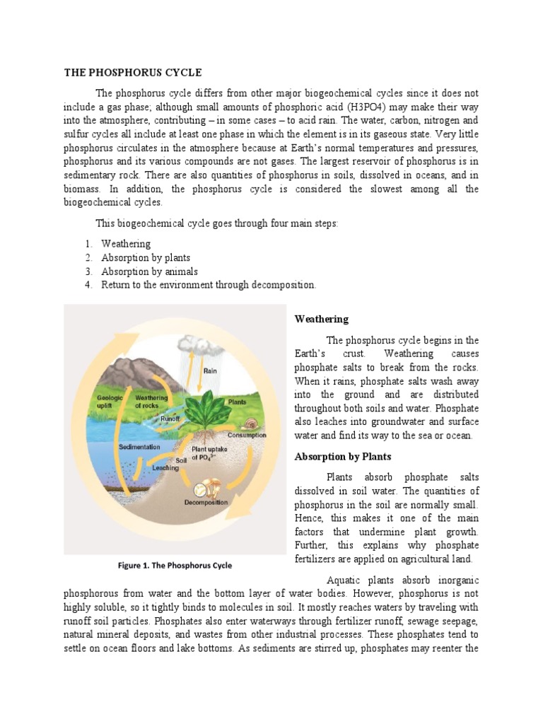 Figure 1. The Phosphorus Cycle | PDF | Phosphorus | Soil