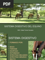Aparato Digestivo Del Caballo | PDF | Sistema digestivo humano ...