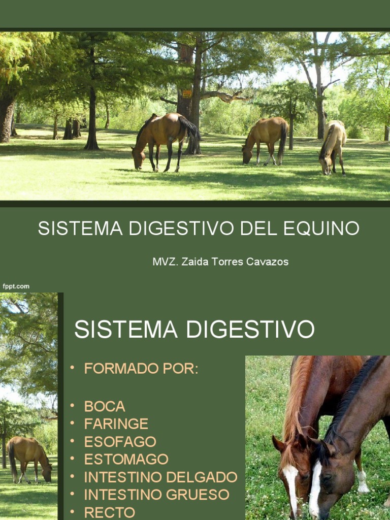 Anatomía del Sistema Digestivo Equino | PDF | Sistema digestivo humano ...