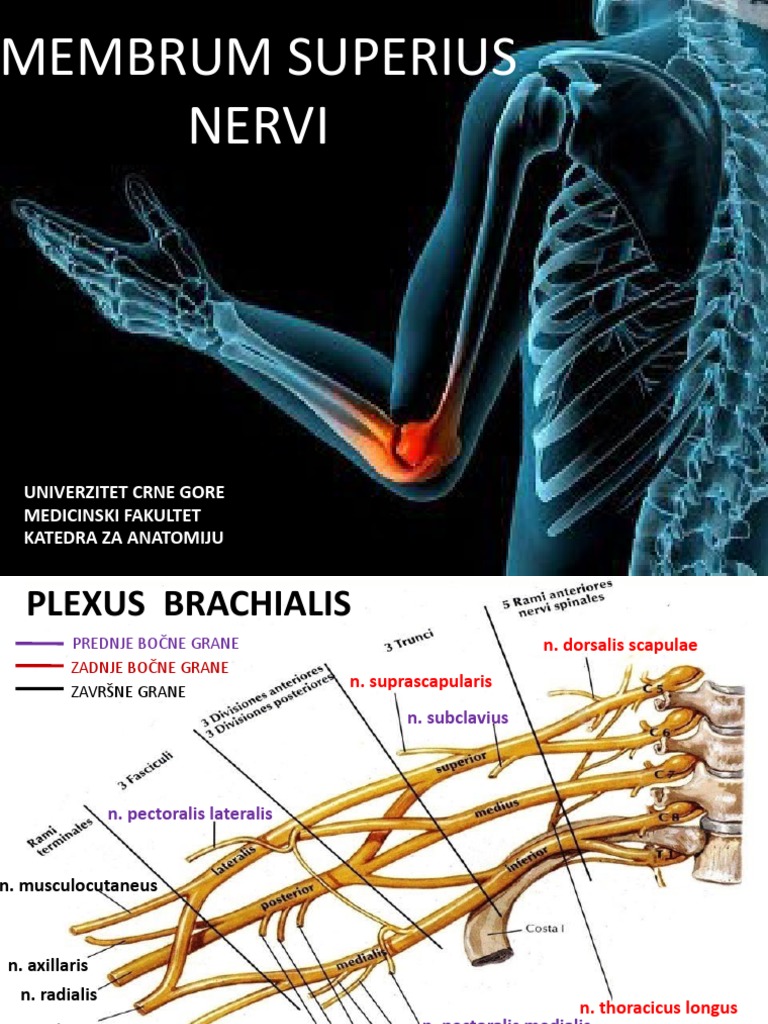 Membrum Superius-Neurologija | PDF