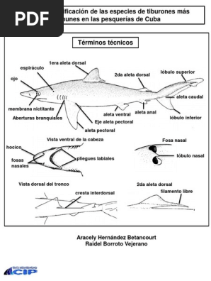 Diagrama De Esqueleto De Tiburon