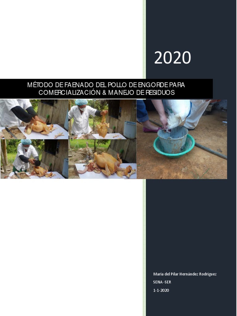 Método de Faenado Del Pollo de Engorde para Comercialización & Manejo ...