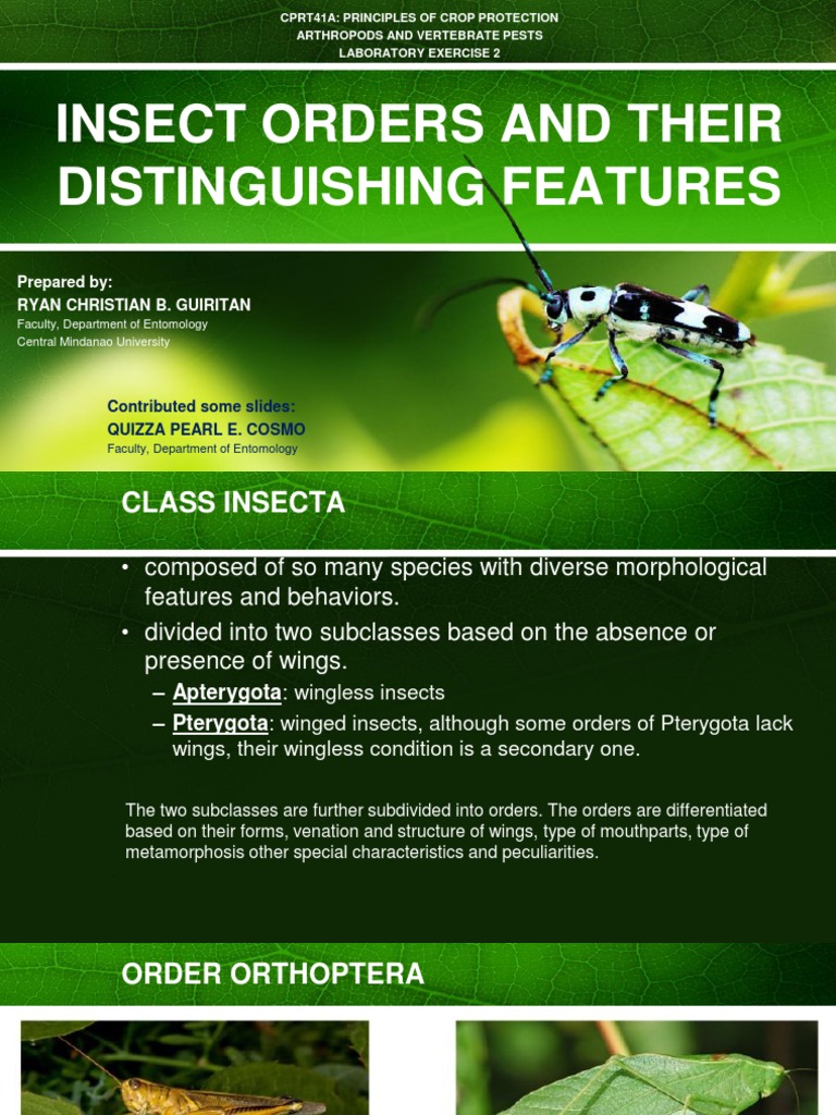 Class Insecta Orders