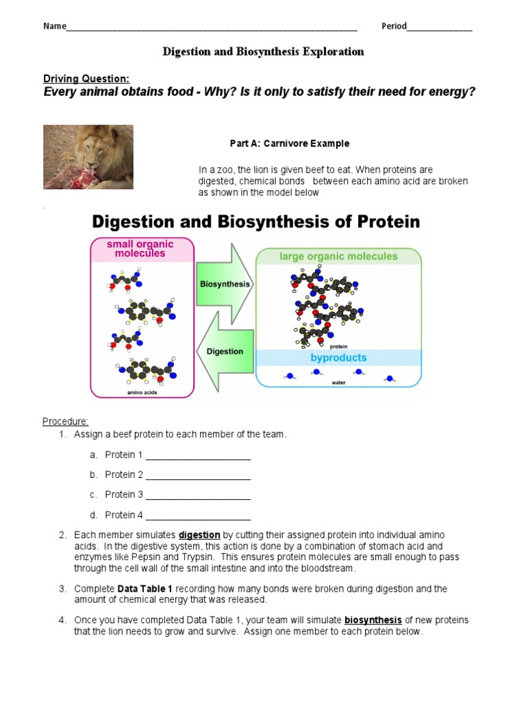 15 Digestion Biosynthesis Exploration | PDF | Collagen | Proteins