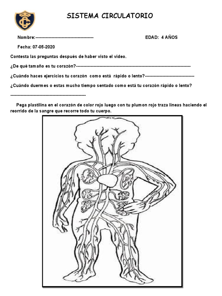 Ejercicios para el Sistema Circulatorio | PDF | Deportes y actividades ...