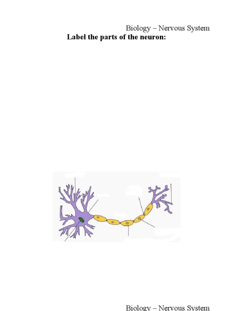 Label The Parts of The Neuron:: Biology - Nervous System | PDF