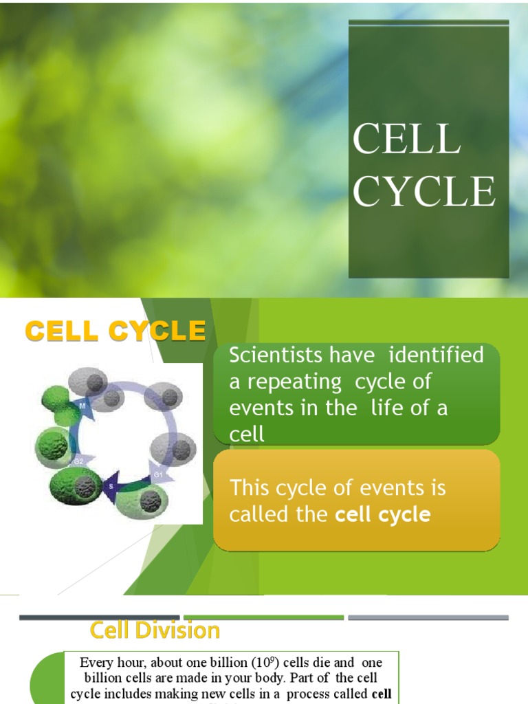 CELL CYCLE Presentation | PDF | Mitosis | Chromosome