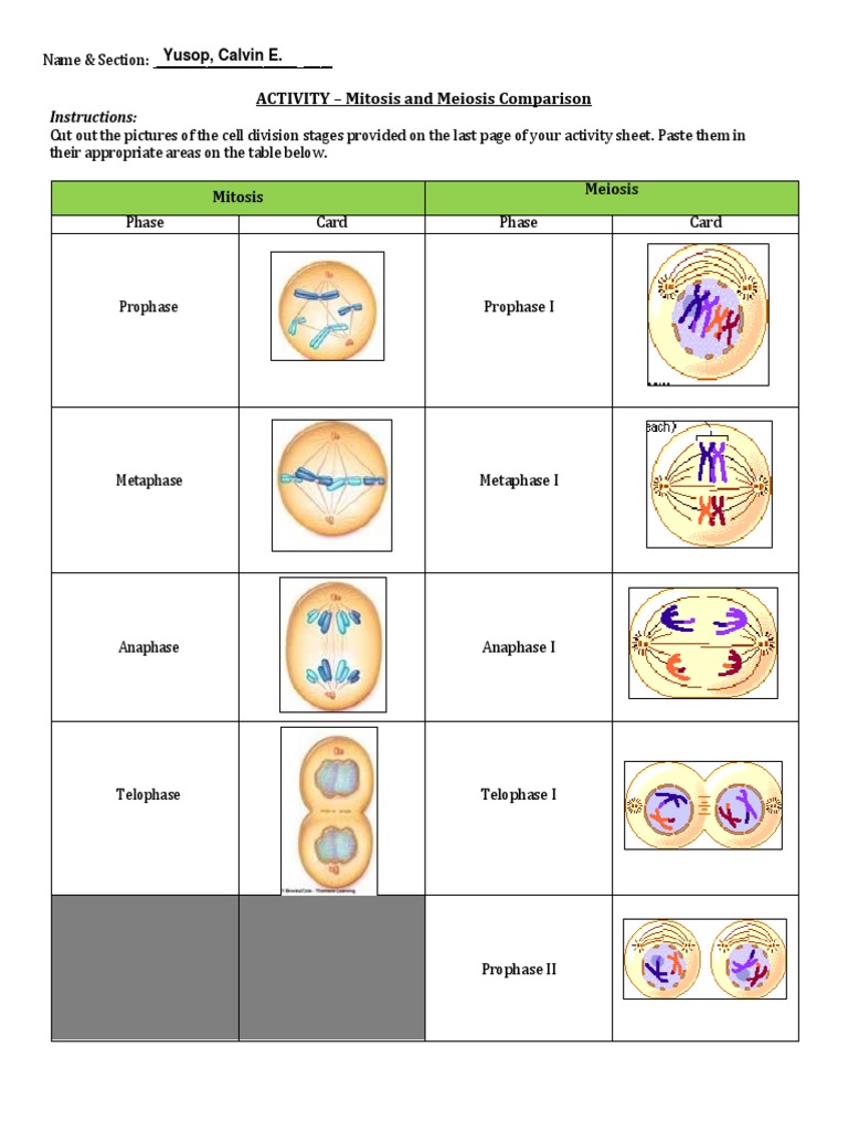 Mitosis vs Meiosis Comparison Activity | PDF | Meiosis | Mitosis