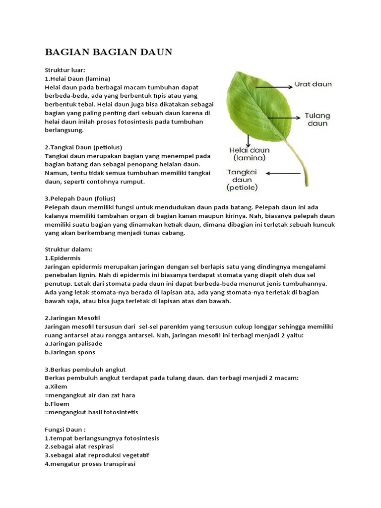 Struktur dan Fungsi Bagian-bagian Daun | PDF