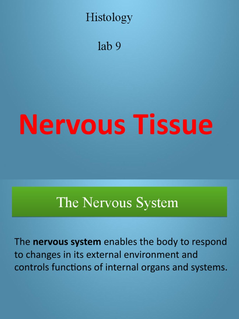 Lab 9 Nervous Tissue | PDF | Nervous System | Neuron