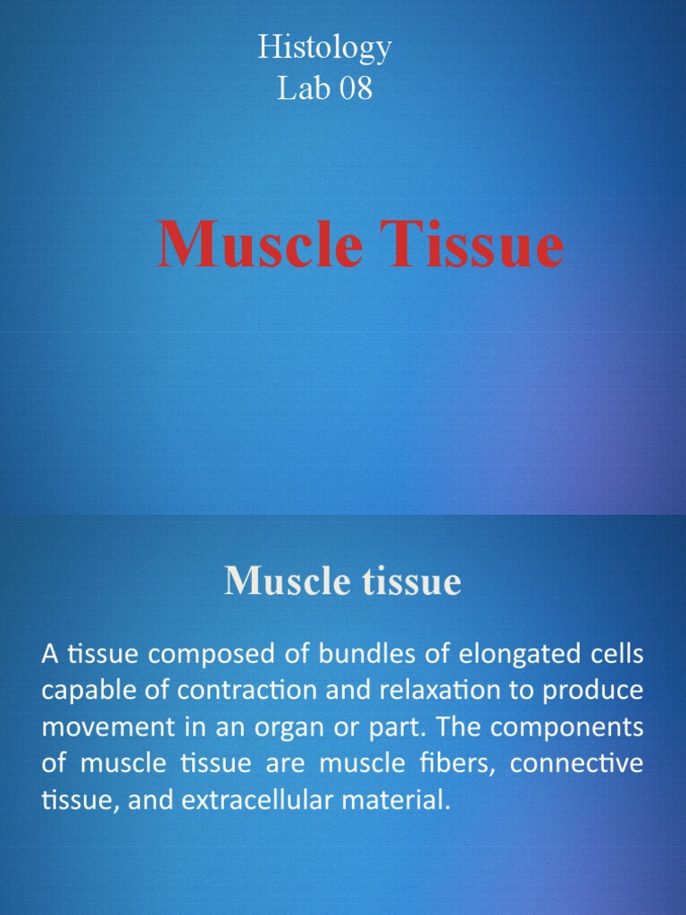 Lab 08 Muscle Tissue | PDF | Self-Improvement | Science & Mathematics