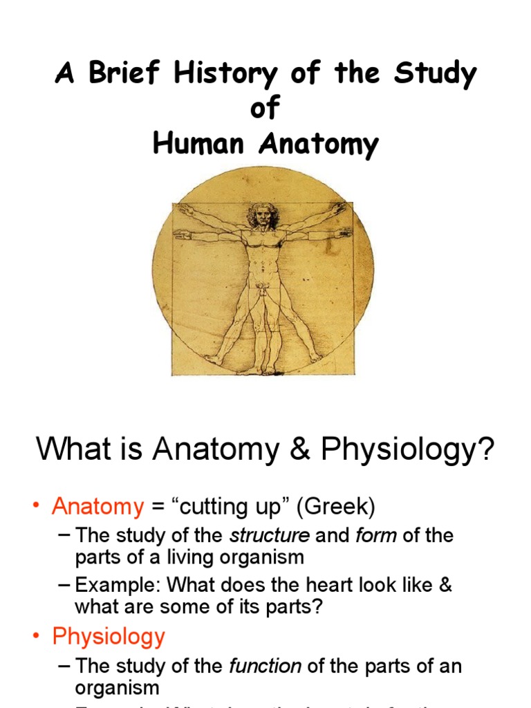 Introduction To Anatomy and Physiology | PDF | Anatomy | Vein