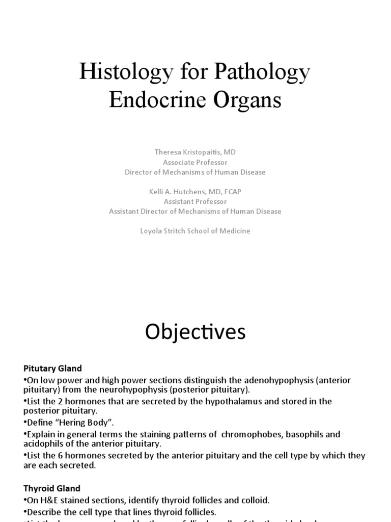 Histology For Pathology Endocrine Organs | PDF | Pituitary Gland | Pancreas