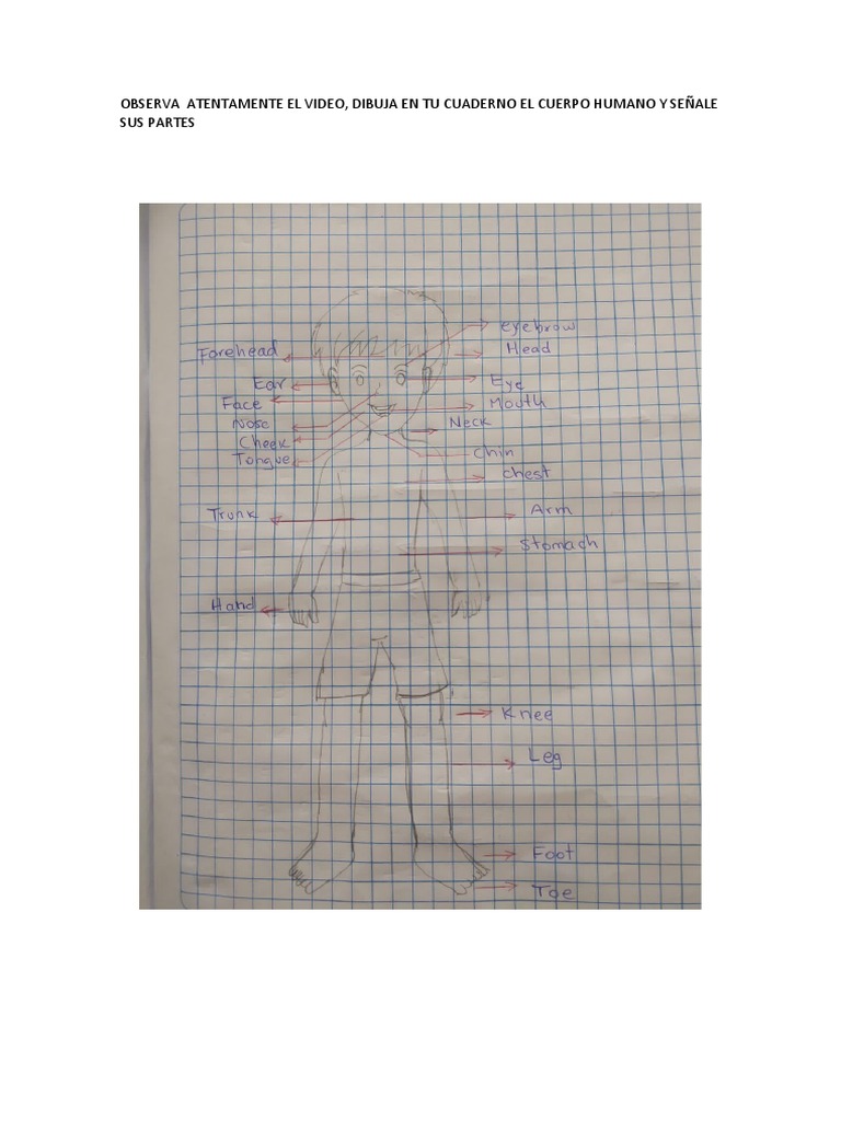 Observa Atentamente El Video, Dibuja en Tu Cuaderno El Cuerpo Humano Y ...