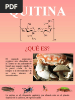 La Quitina Características y Funciones | PDF