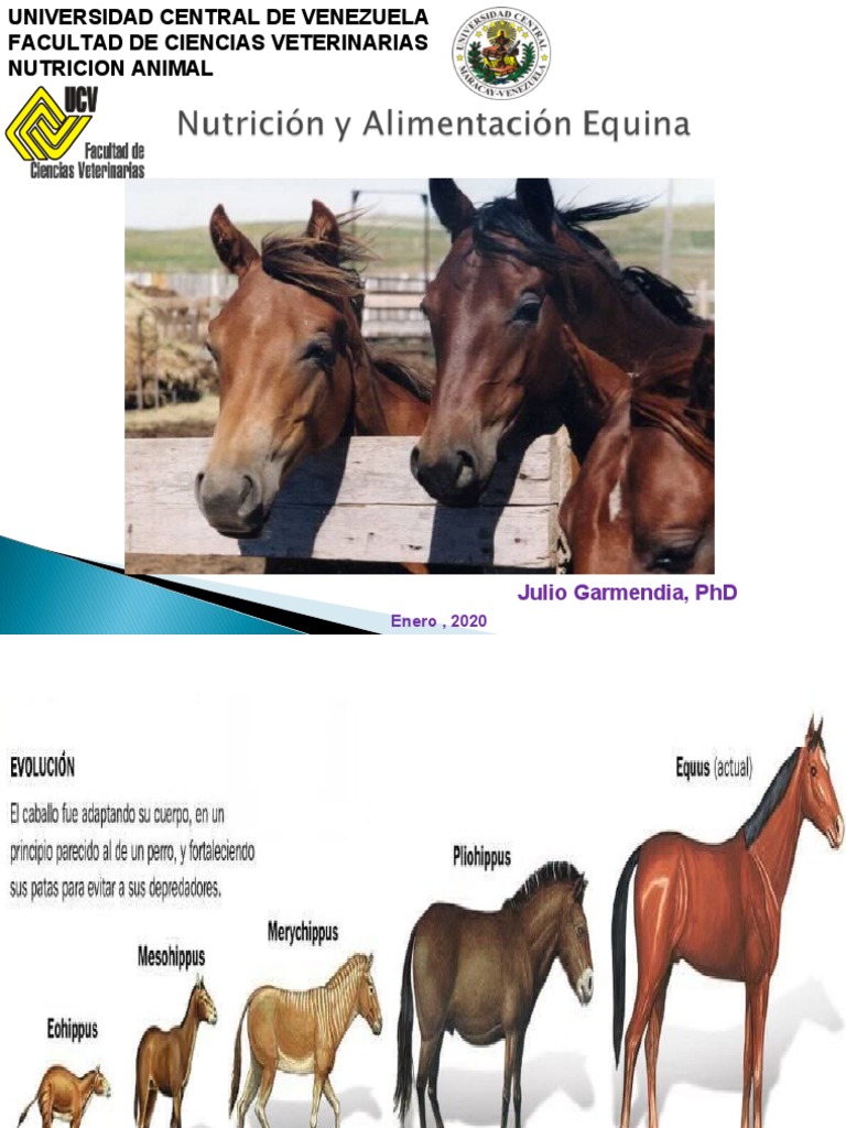 Nutrición Equina: Guía Completa | PDF | Alimentos | Nutrición