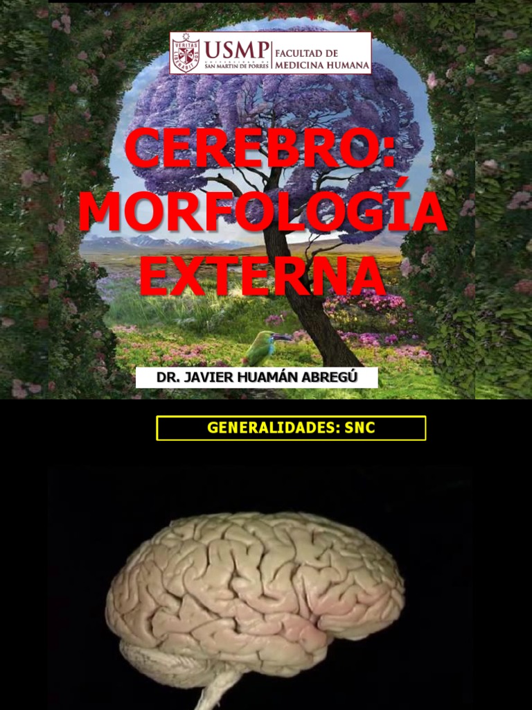 Cerebro - Morfol Externa 29 04 19 | PDF | Lóbulo temporal | Lóbulo ...
