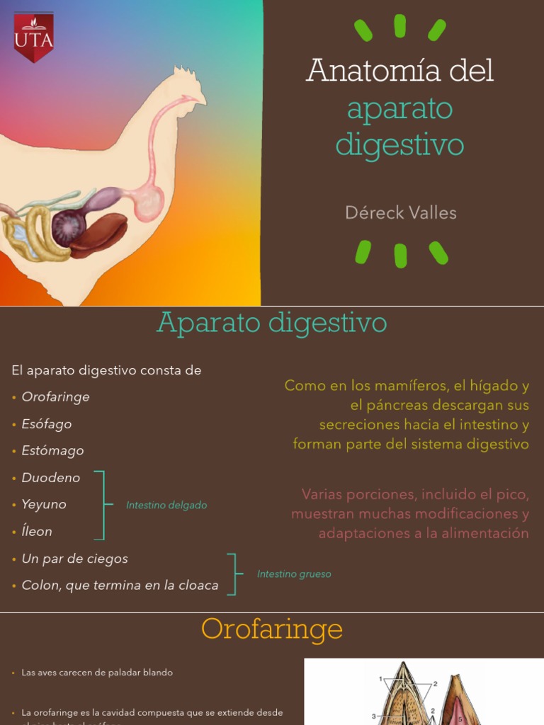 Anatomía Del Aparato Digestivo de La Gallina | PDF | Sistema digestivo ...