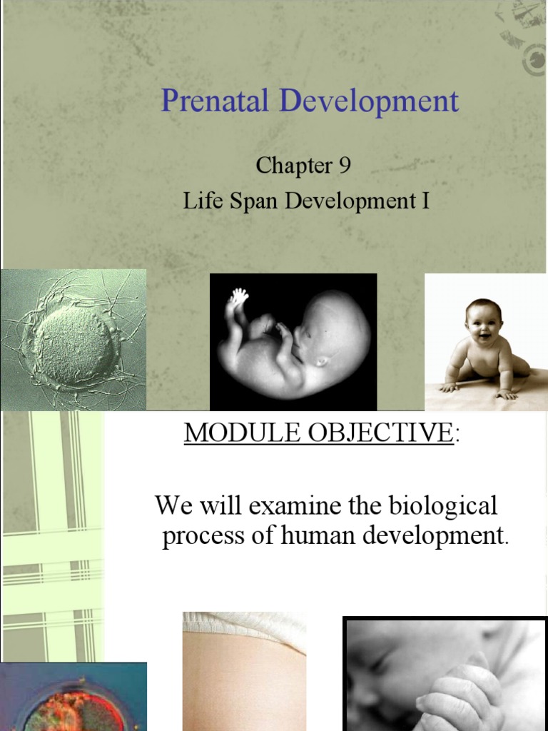 Understanding Prenatal Development Stages | PDF | Fetus | Embryo
