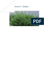 Lubigan Plant: Benefits and Uses | PDF | Medicine | Plant Diseases