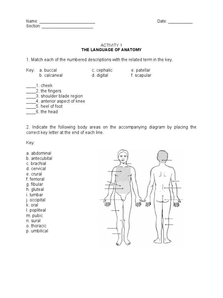 Anatomy Terminology Activity | PDF