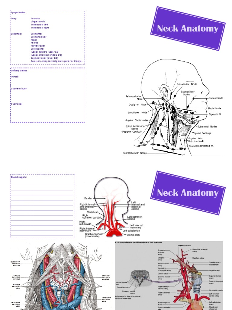 Neck Anatomy: Lymph Nodes | Download Free PDF | Organ (Anatomy) | Human ...