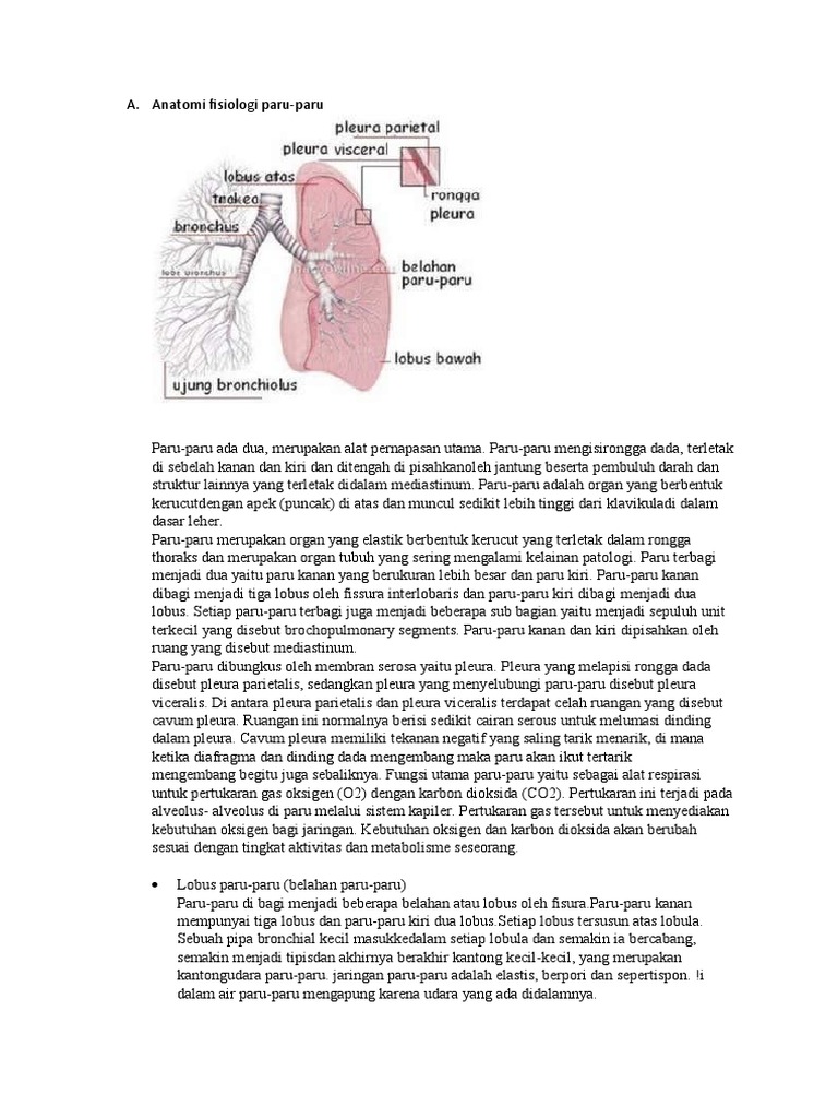 Anatomi Fisiologi Paru | PDF