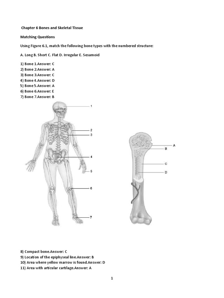 Bones and Skeletal Tissue | PDF | Osteoblast | Bone