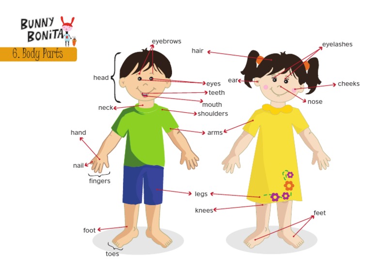 Poster 6. Body Parts | PDF