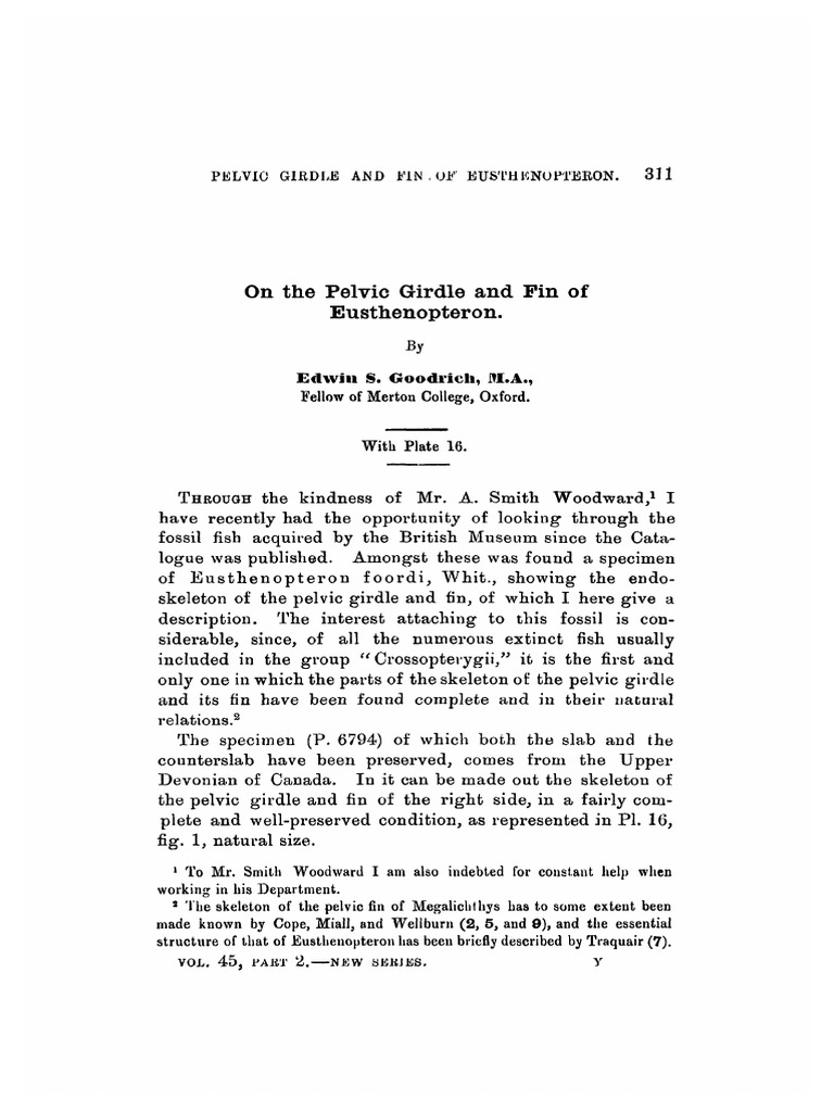 On The Pelvic Girdle and Pin of Eusthenopteron.: Edwin S. Goodrich, M.A ...