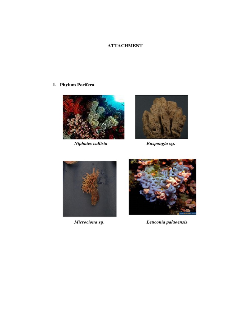 Attachment: Niphates Callista Euspongia SP | PDF