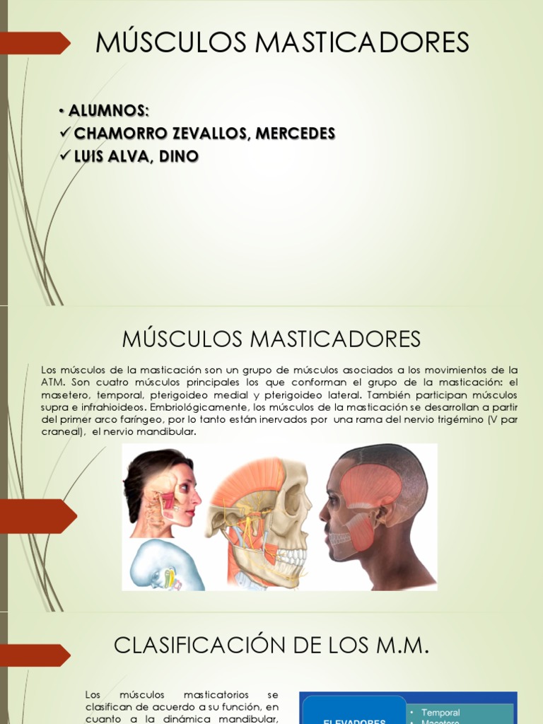 Músculos Masticadores | PDF | Anatomía humana | Sistema musculoesquelético