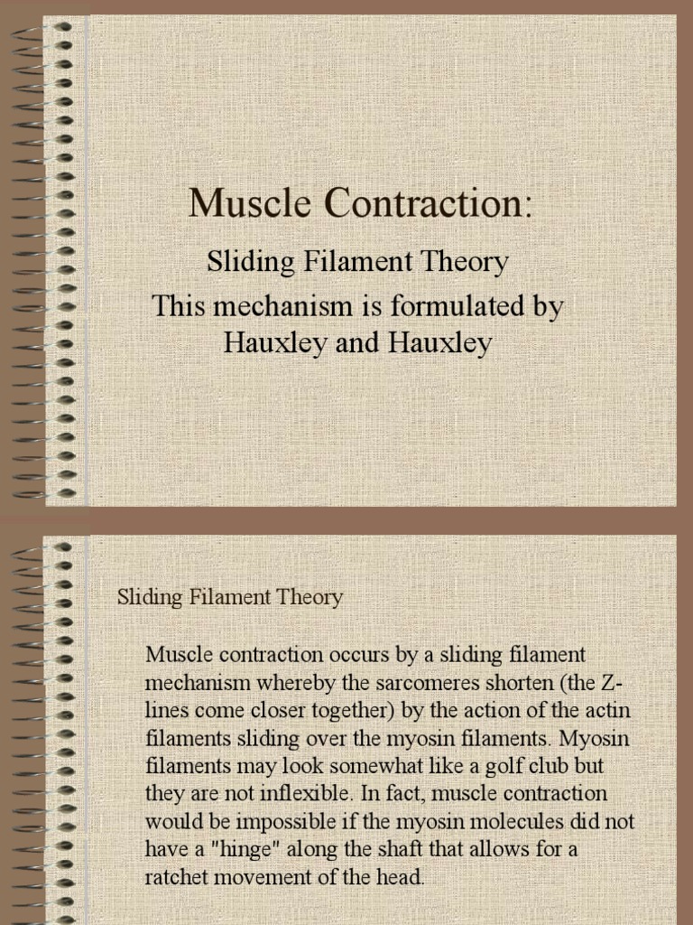 Mechanism of Muscle Contraction | PDF | Muscle Contraction | Actin
