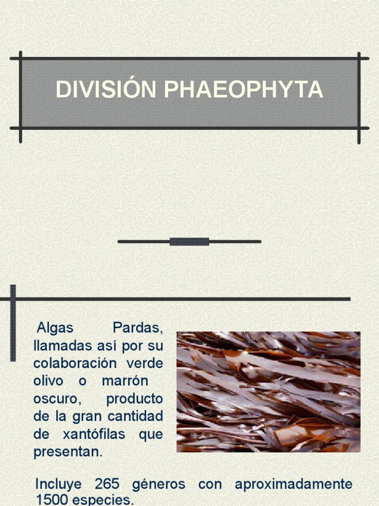 Algas Pardas | PDF | Organismos | Algas