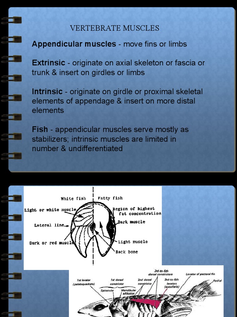 MUSCULAR Comparative Anatomy of Vertebrate Muscles