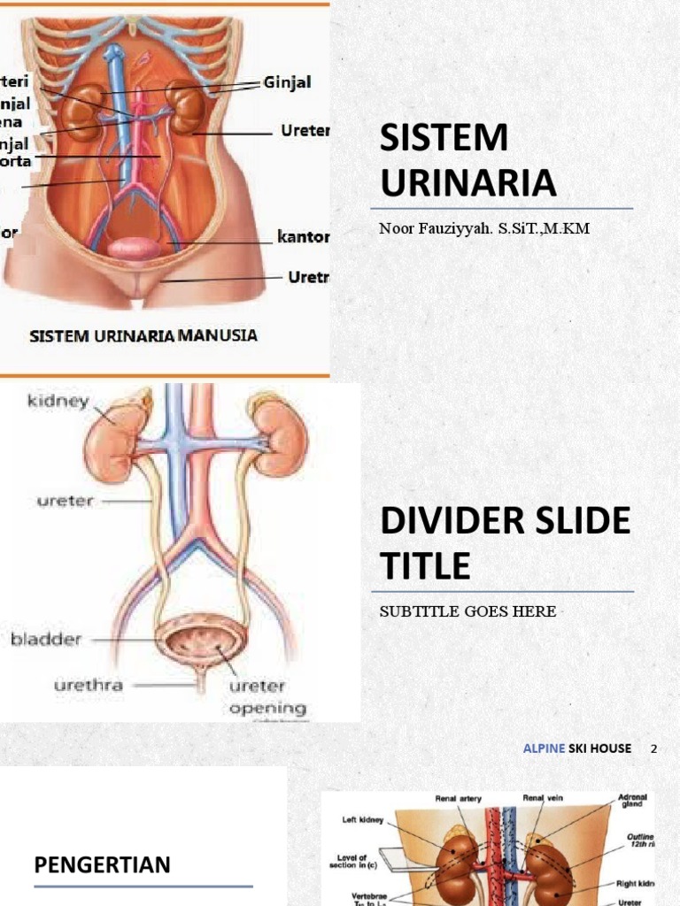 Sistem Urinaria dan Fungsi Ginjal | PDF | Sains & Matematika