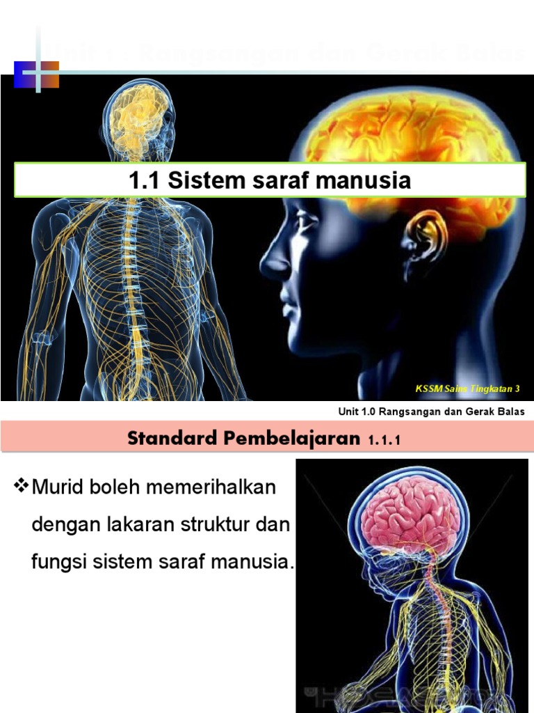 Fungsi dan Struktur Sistem Saraf Manusia | PDF