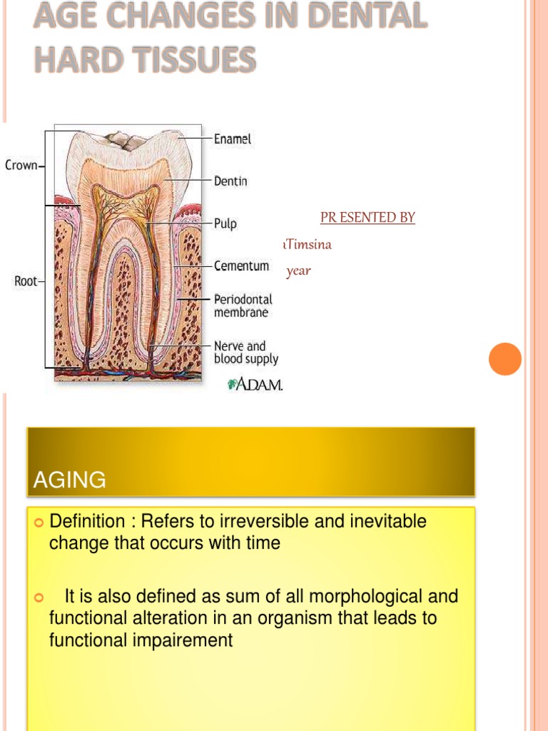 Age Change in Dental Hard Tissues | PDF | Dentin | Tooth Enamel