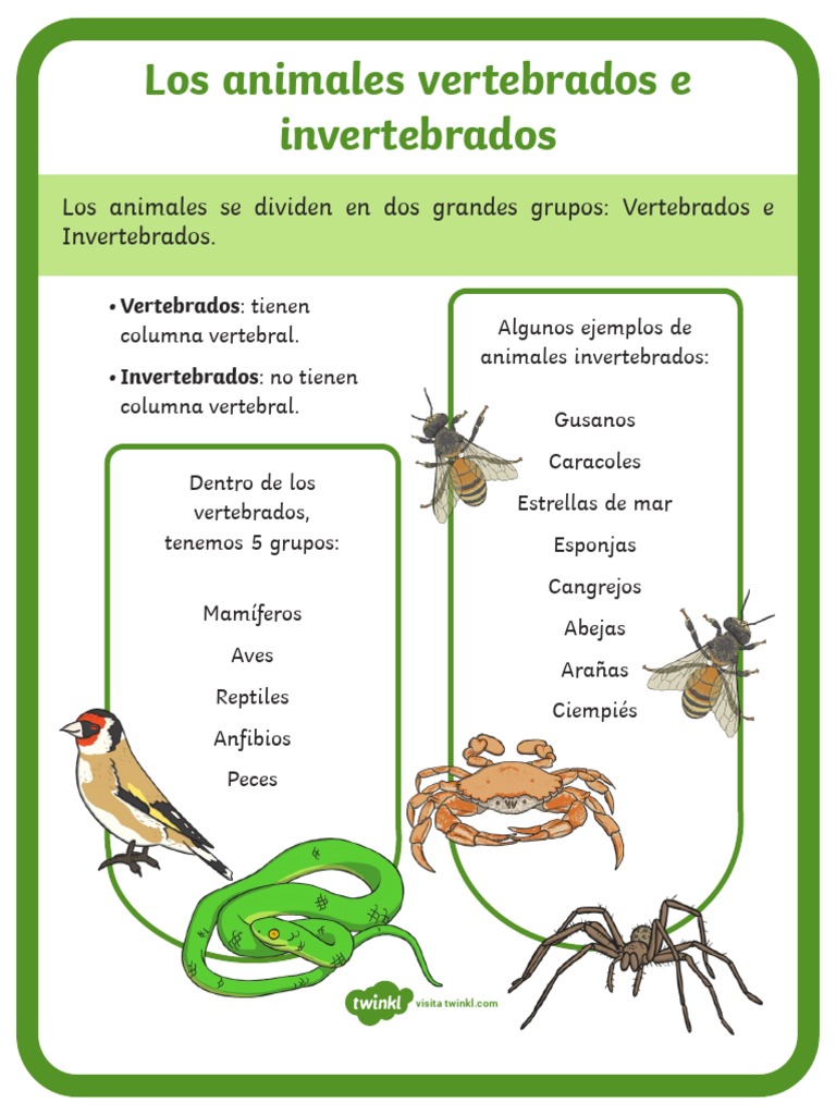 Ficha De Trabajo Sobre Vertebrados E Invertebrados Animales