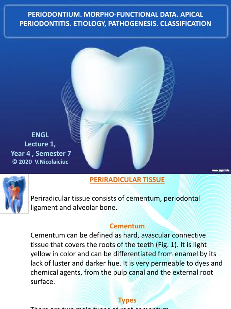 Periodontium. Morpho-Functional Data. Apical Periodontitis. Etiology ...