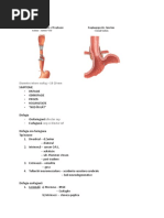 Achalasia Cardia Causes Morphology Symptoms Treatment | PDF | Esophagus ...