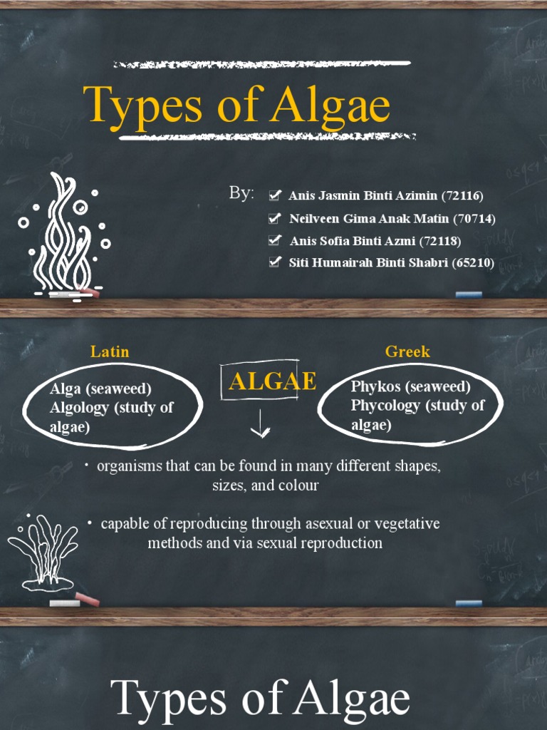 Types of Algae | PDF | Algae | Eukaryotes