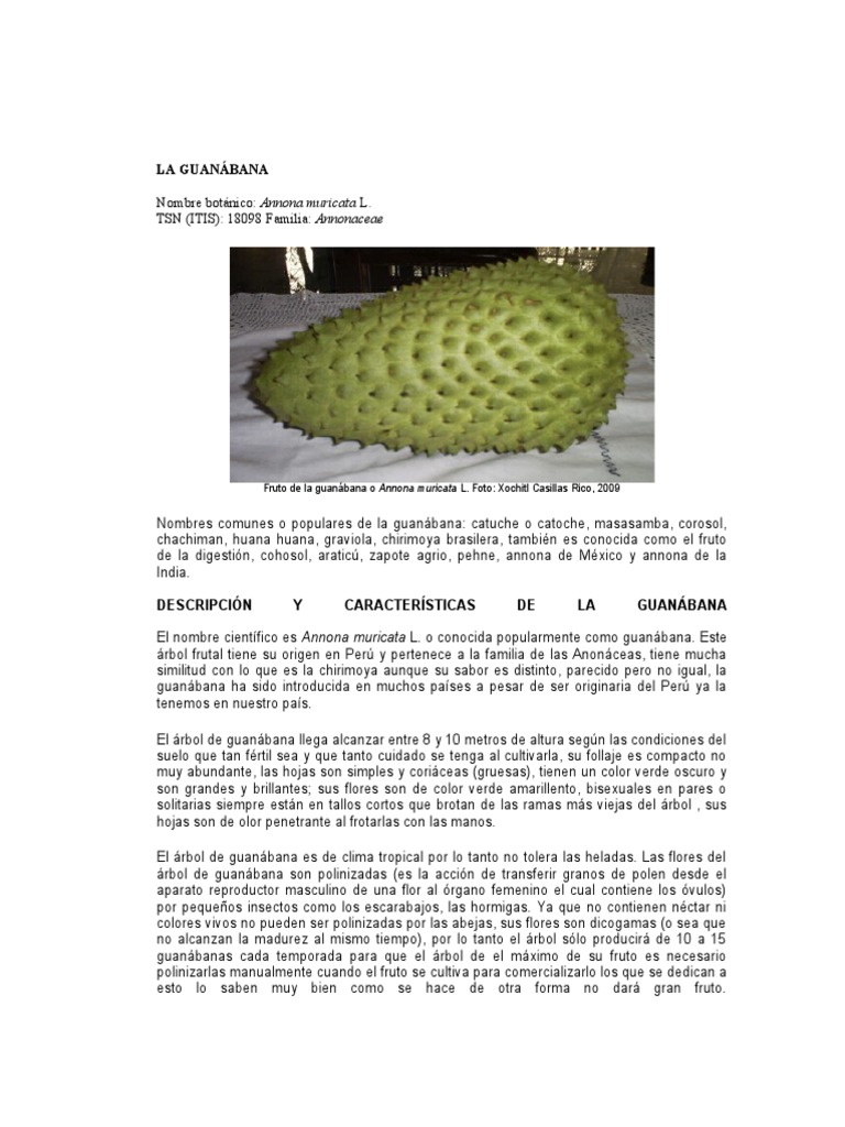 La Guanabana Y Sus Propiedades