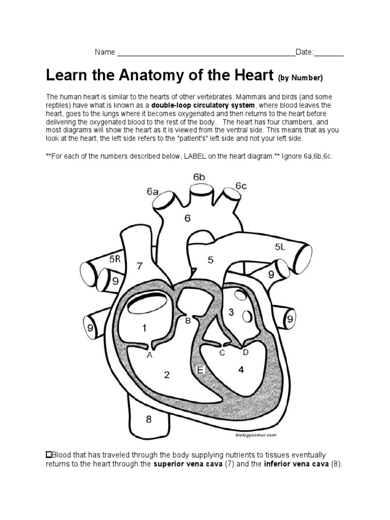 Heart Anatomy and Blood Flow Guide | PDF | Atrium (Heart) | Heart