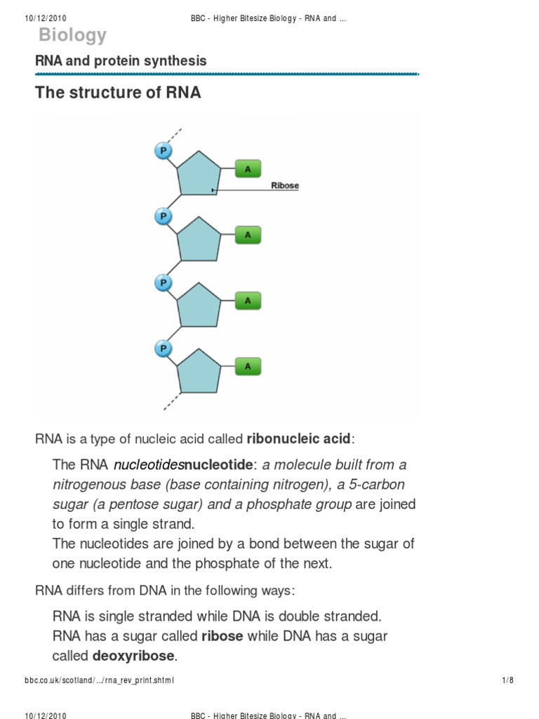 RNA and Protein Synthesis Overview | PDF | Rna | Translation (Biology)