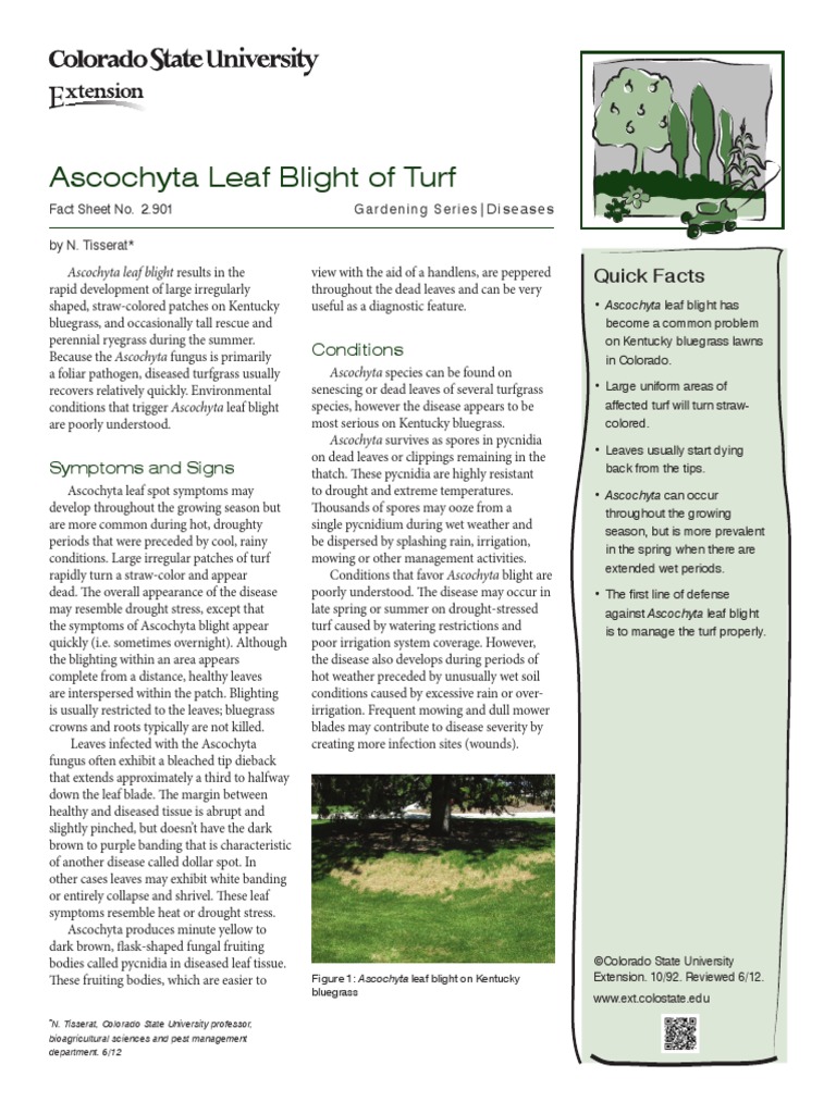 Ascochyta Leaf Blight of Turf: Conditions | PDF | Lawn | Mower