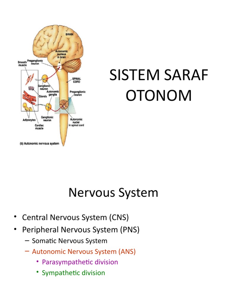 Sistem Saraf Otonom: Fungsi dan Struktur | PDF | Autonomic Nervous ...