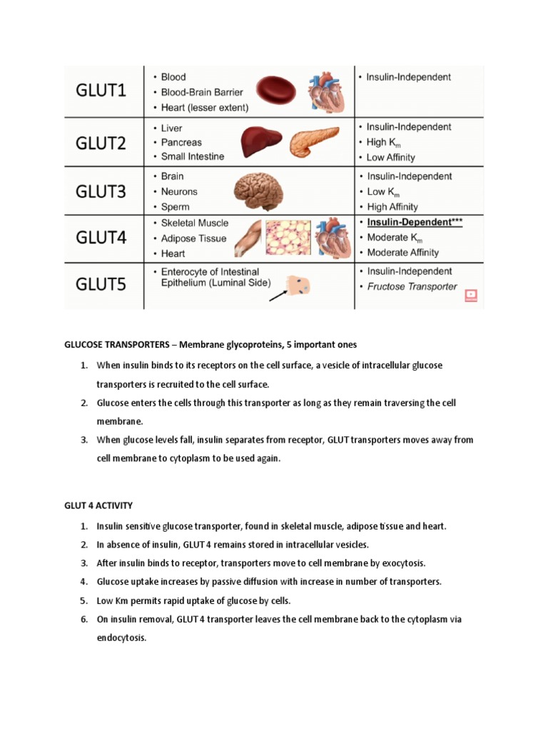 GLUCOSE TRANSPORTERS - Membrane Glycoproteins, 5 Important Ones | PDF